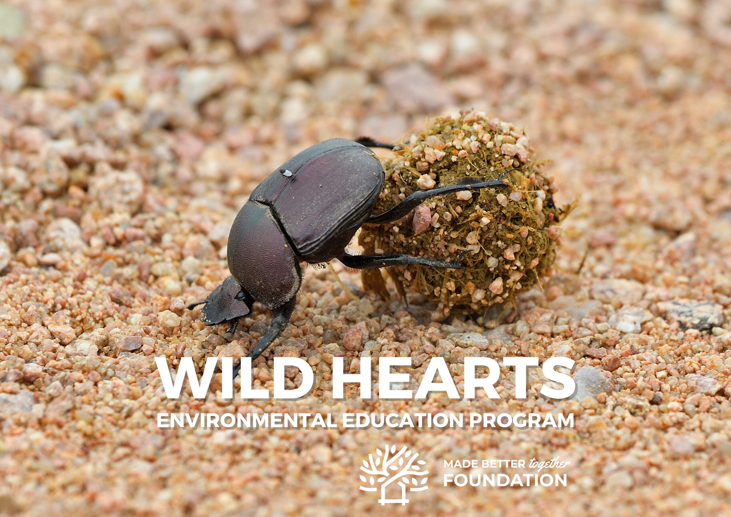 WILD HEARTS - ECD Dung Beetle Activities - Term 3 - Sustainable Schools