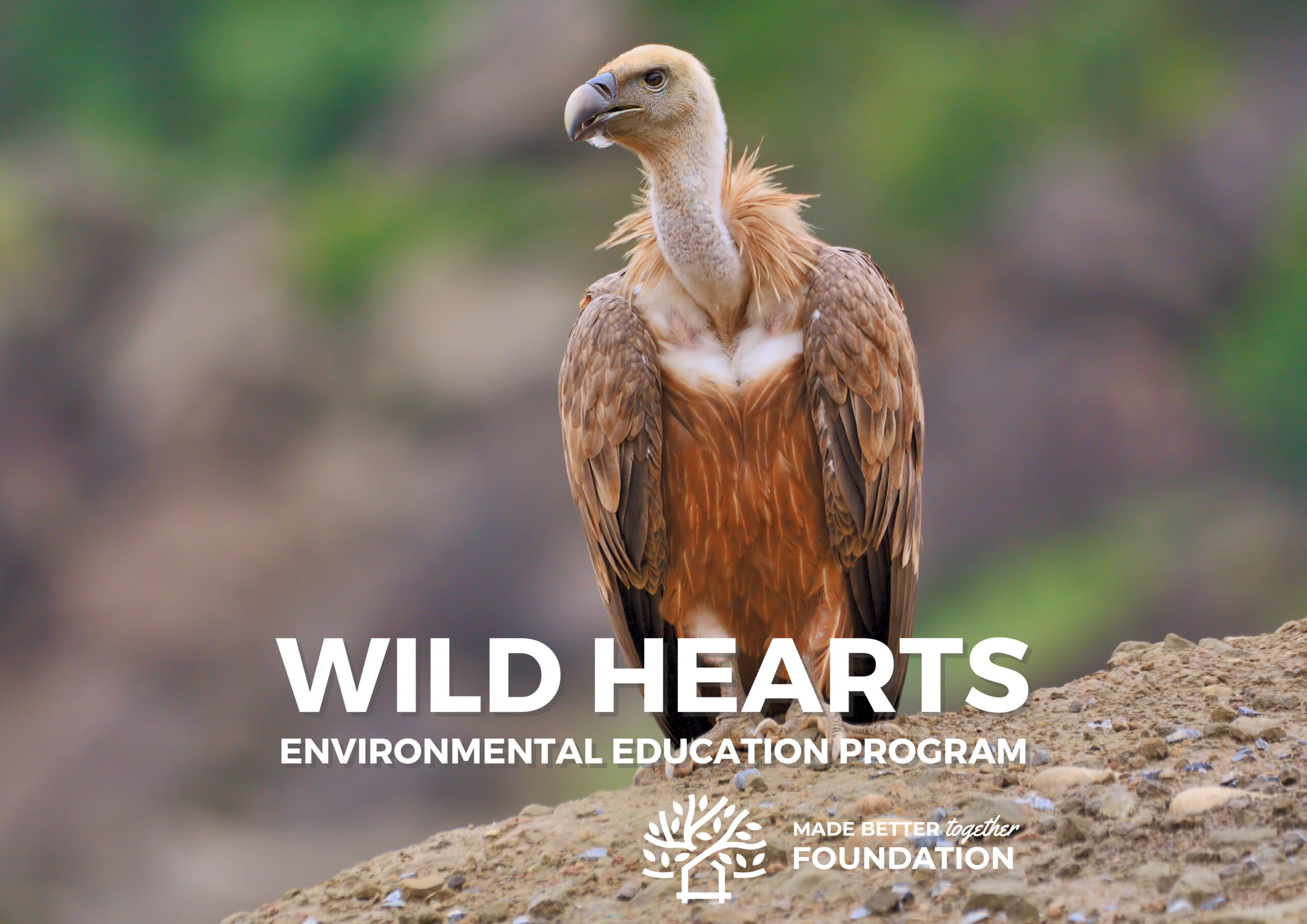 WILD HEARTS - ECD Vulture Activities - Term 3 - Sustainable Schools